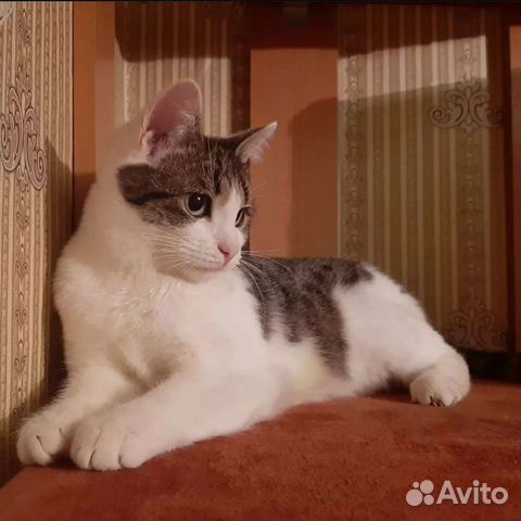 Молодой кот