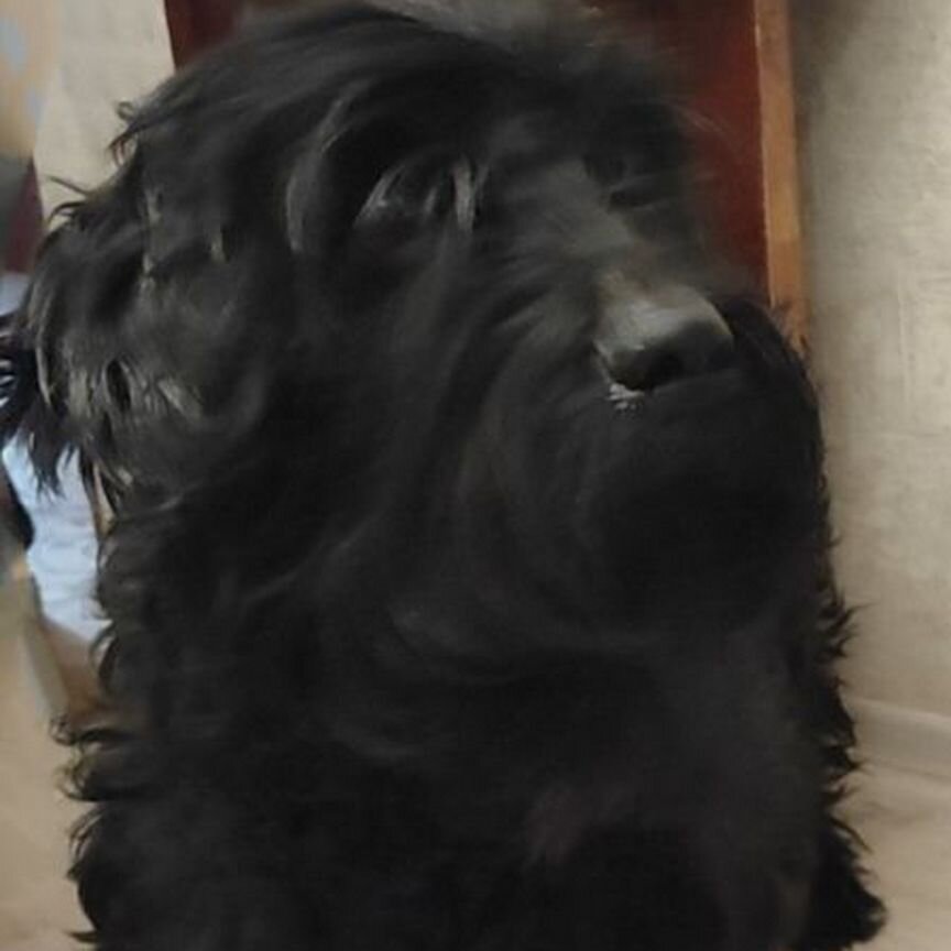 Ищет новых хозяев