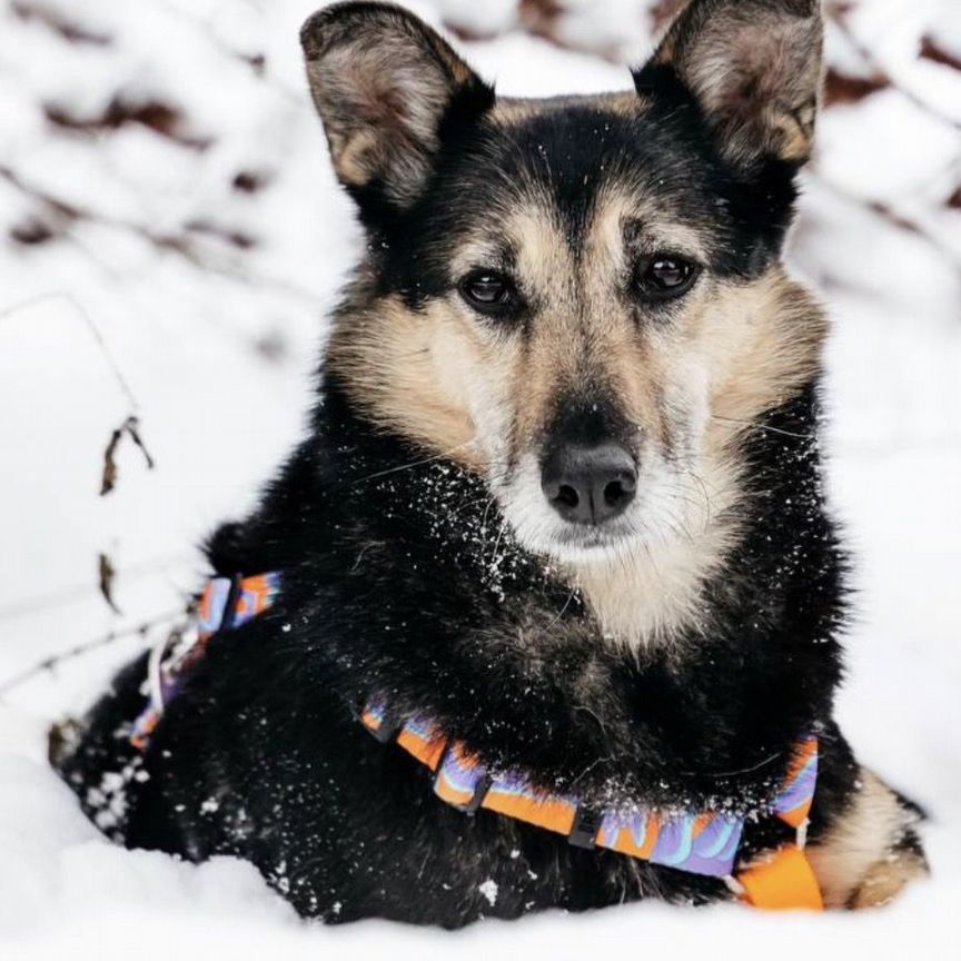 Взрослая собака в добрые руки