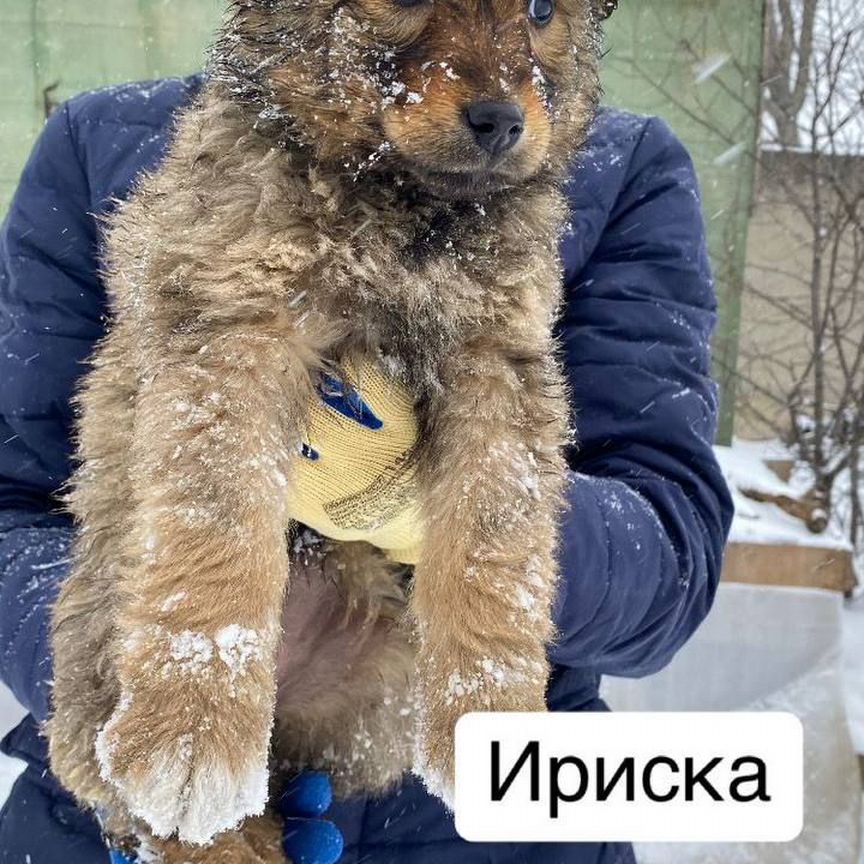 Две девочки щенки в добрые руки