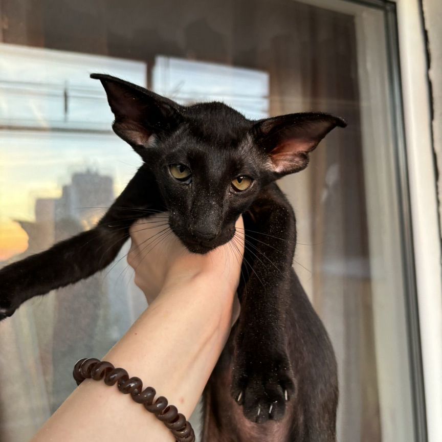 Ориентальные котята