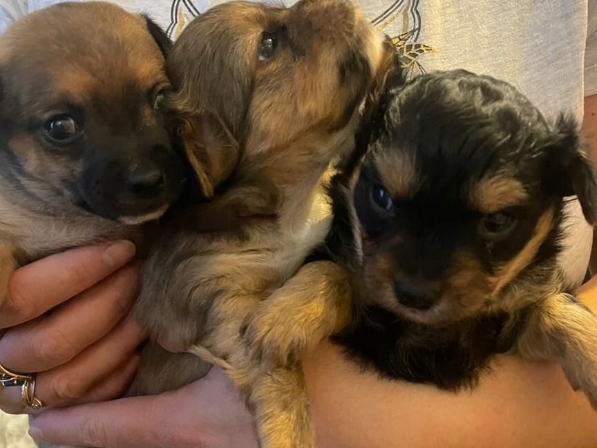 Щенки чихуахуа