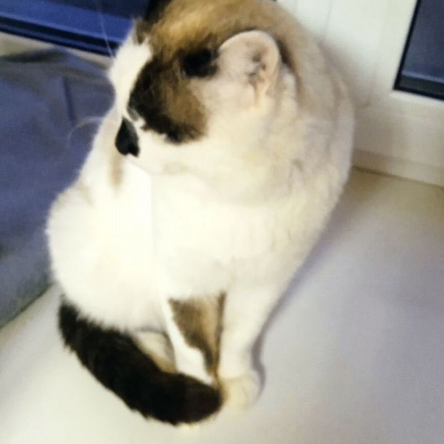 Ищу передержку для кота