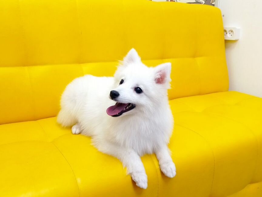 Красотка яш