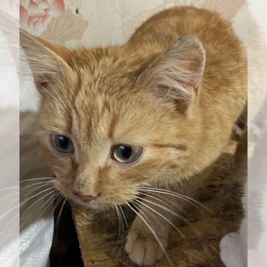 Котёнок в добрые руки