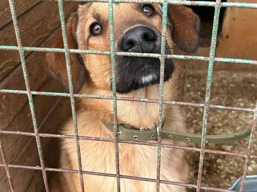 Щенок подросток попал в приют