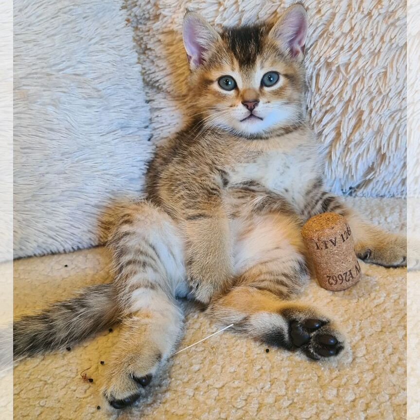 Шотландские прямоухие котята