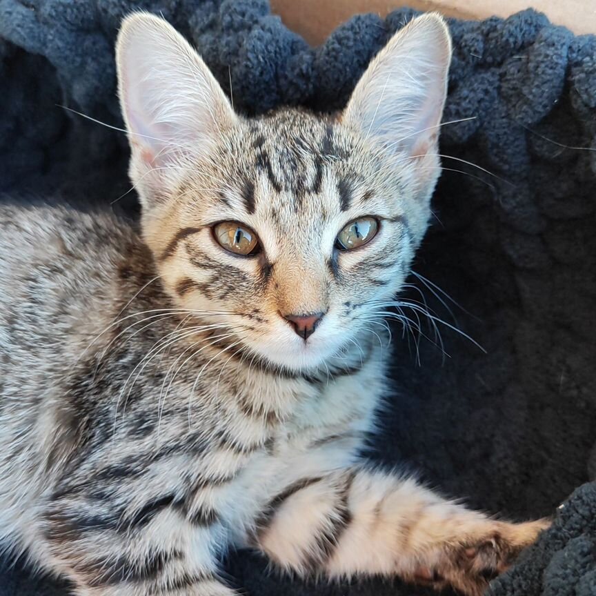 Кошка 2 месяца