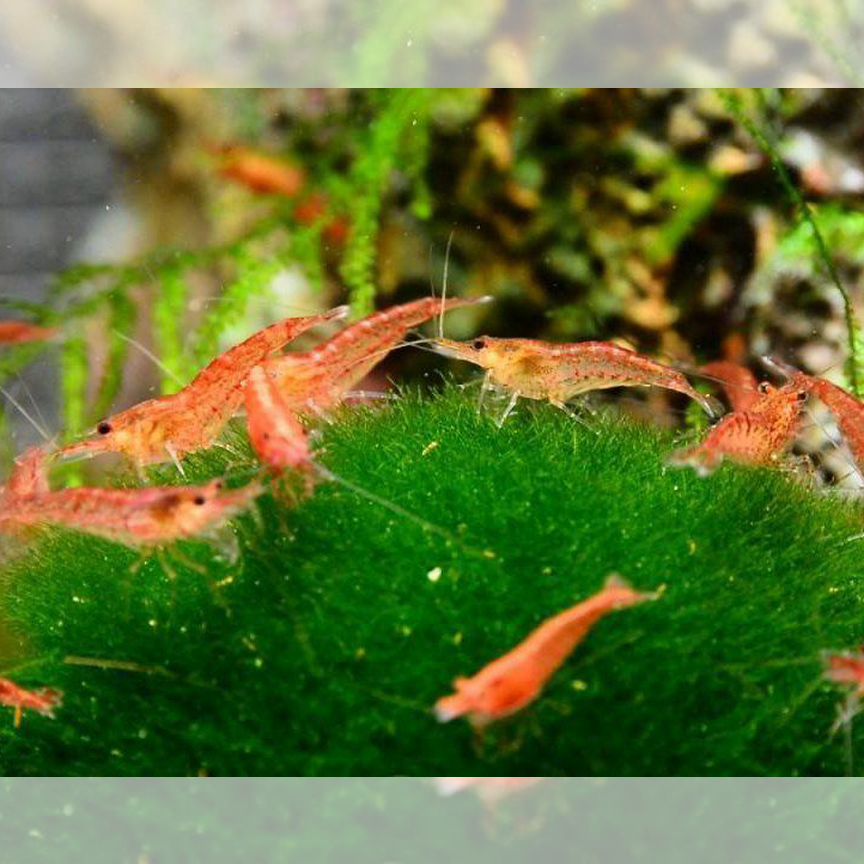 Аквариумные креветки