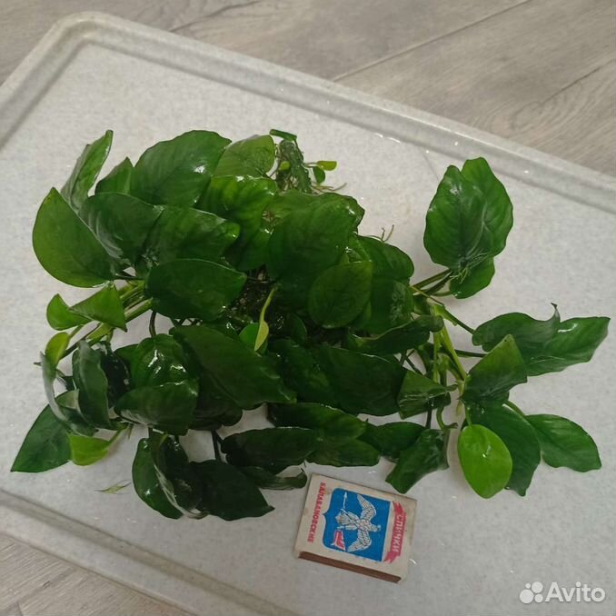 Анубиас большой куст