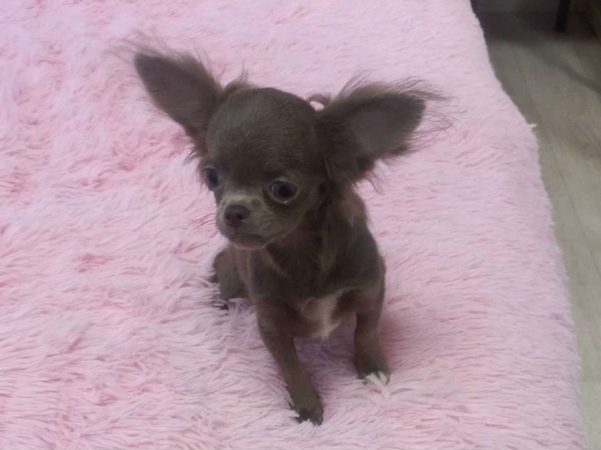 Чихуахуа Принцесса