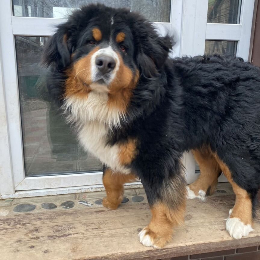 Бернский зенненхунд в добрые руки