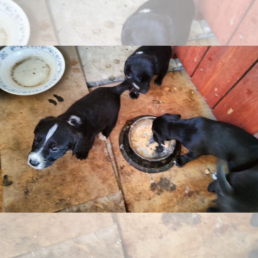 Щенки русского спаниеля