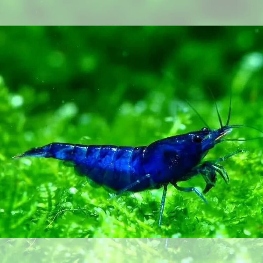 Аквариумные креветки синие