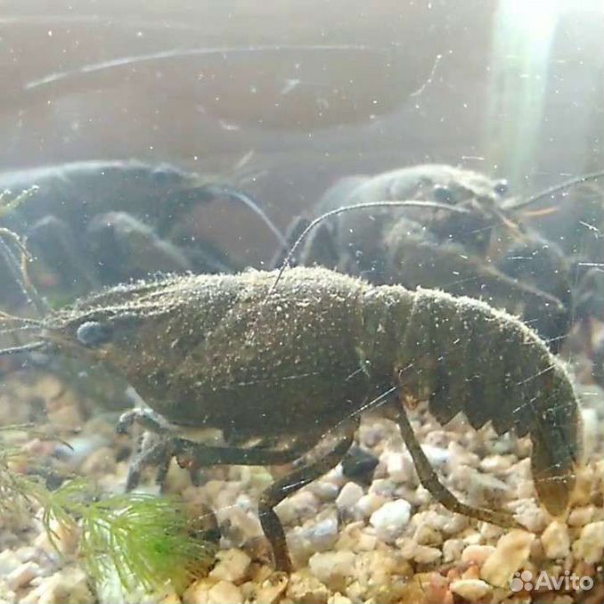 Рачки в аквариуме