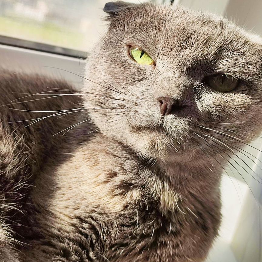 Отдам кошку в добрые руки