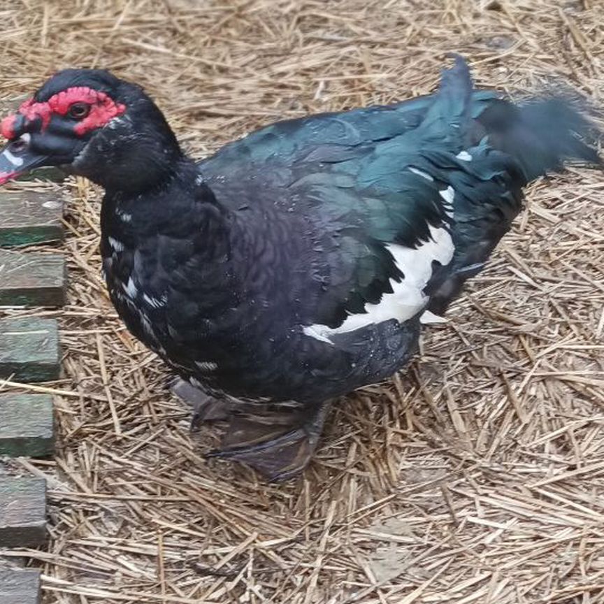 Мускусные утки