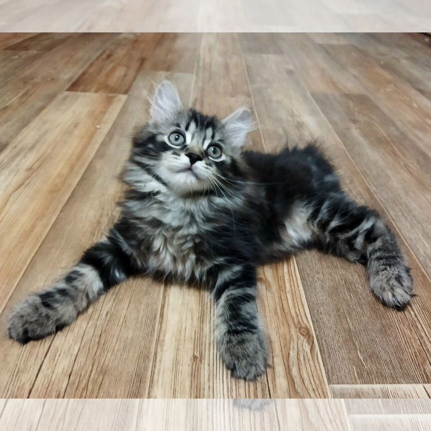 Курильский бобтейл длинношёрстный котёнок