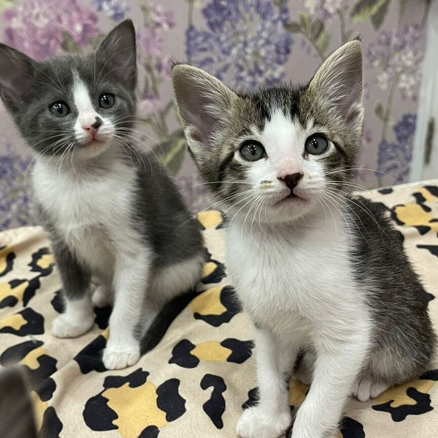 Котята помесь с ориенталом