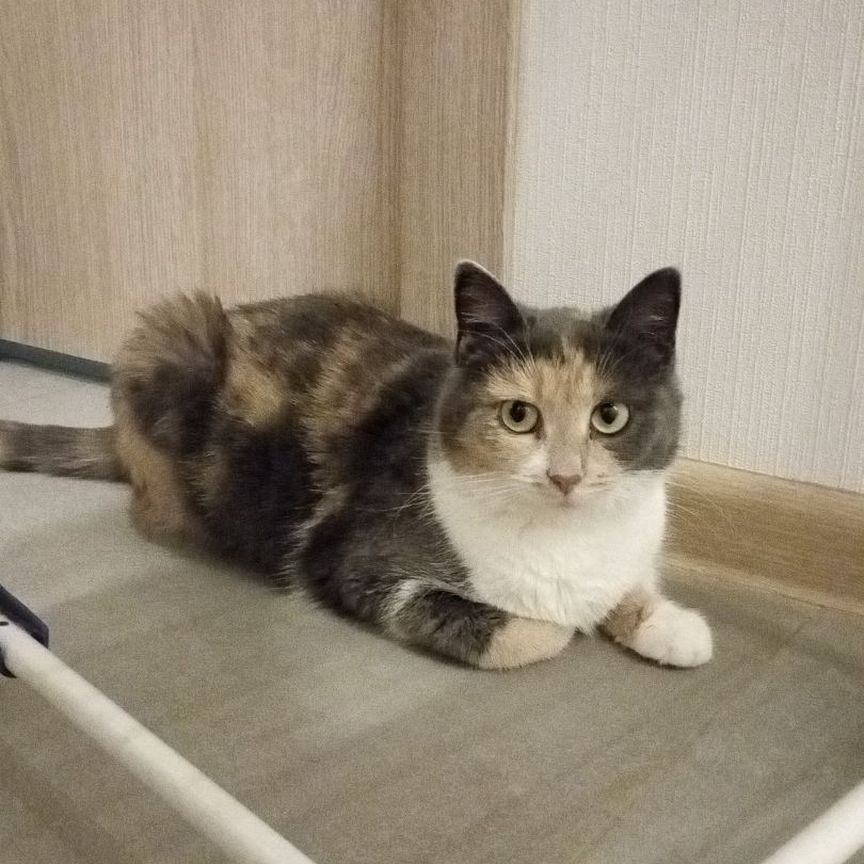 Котёнок девочка в дар