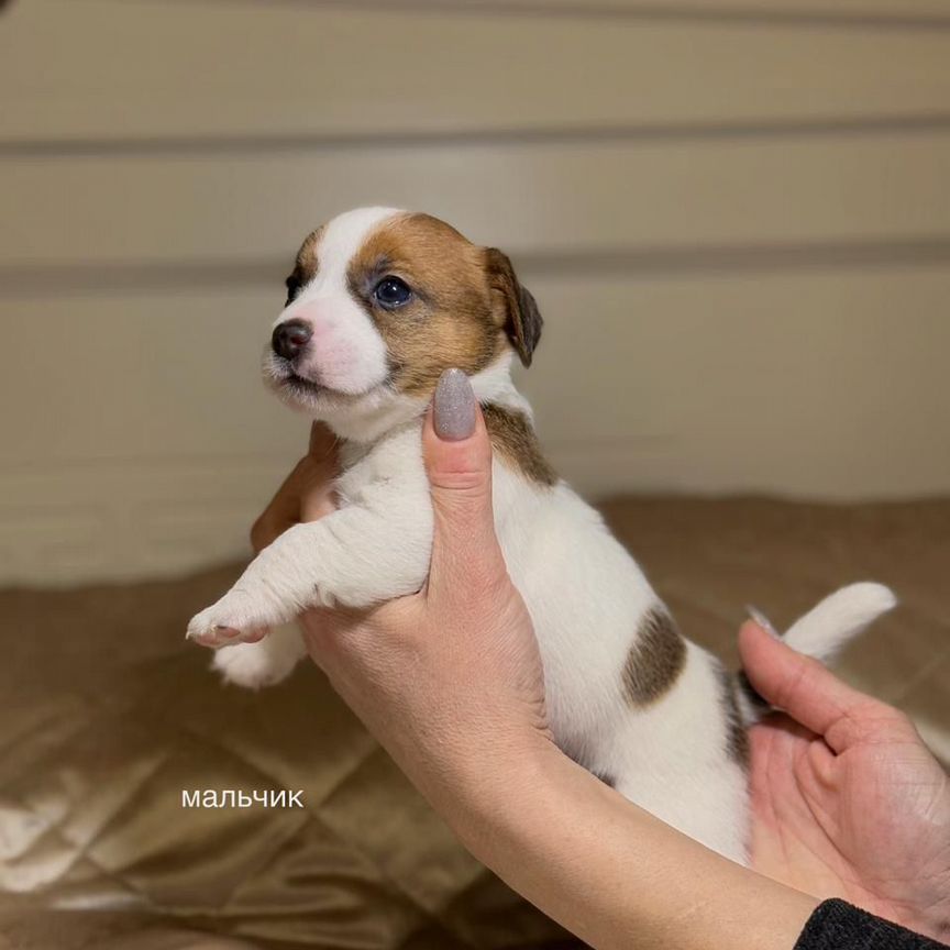 Щенки джек рассел