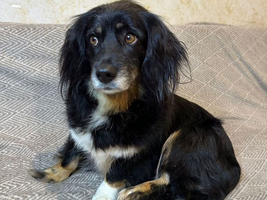 Девочка в добрые руки