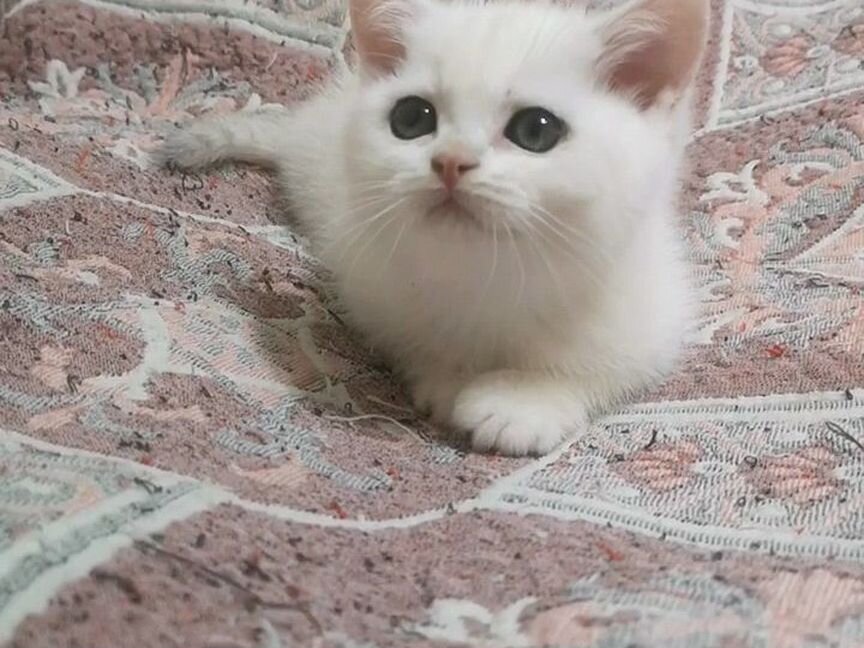 Британские котята шиншилла point