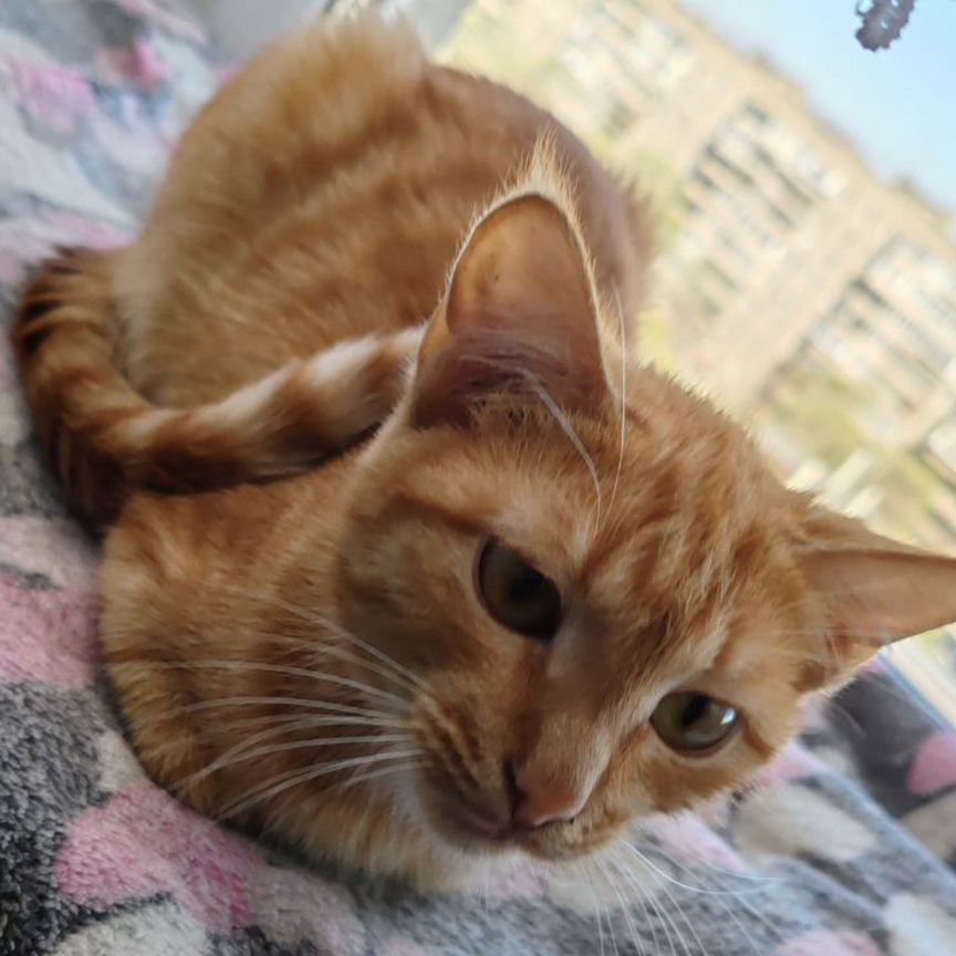 Котёнок в добрые руки