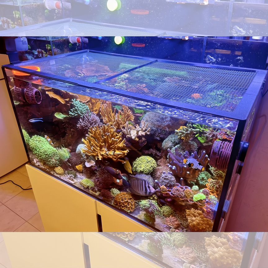 Кораллы морской аквариум / море дома