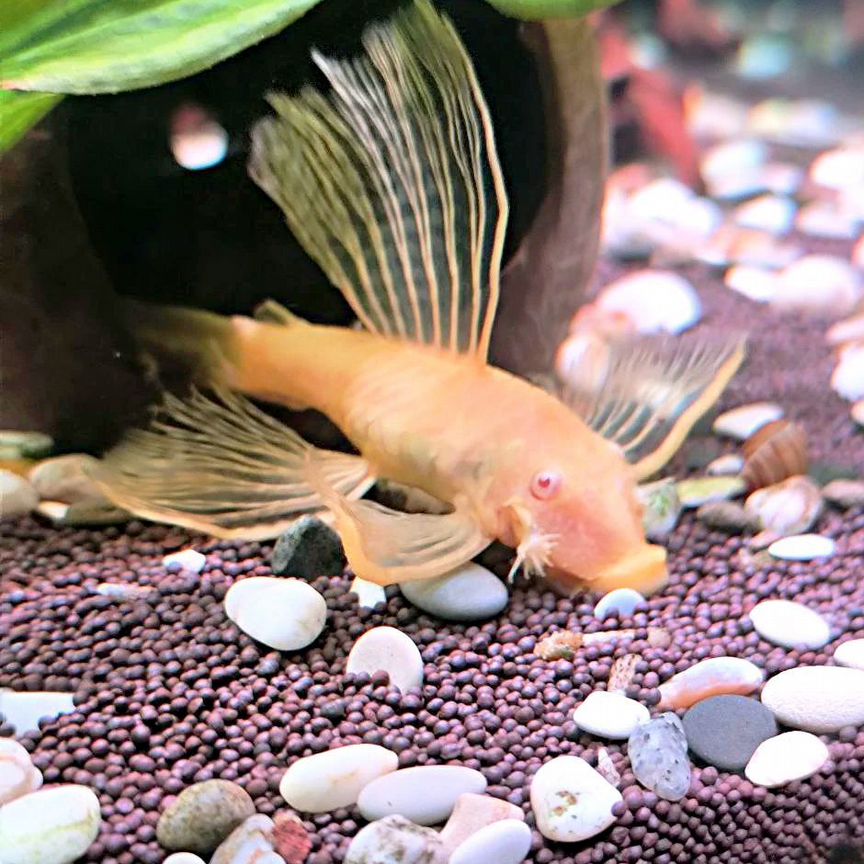 Анциструс вуалевый (пара)