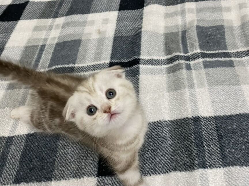 Шотландские вислоухие котята