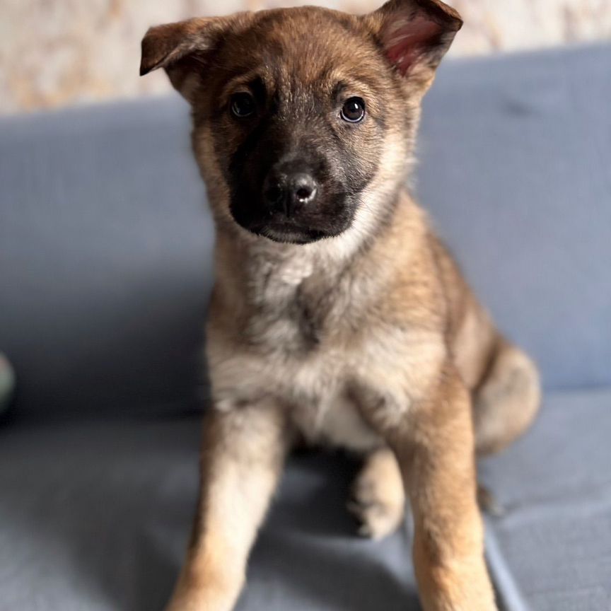 Щенок в добрые руки