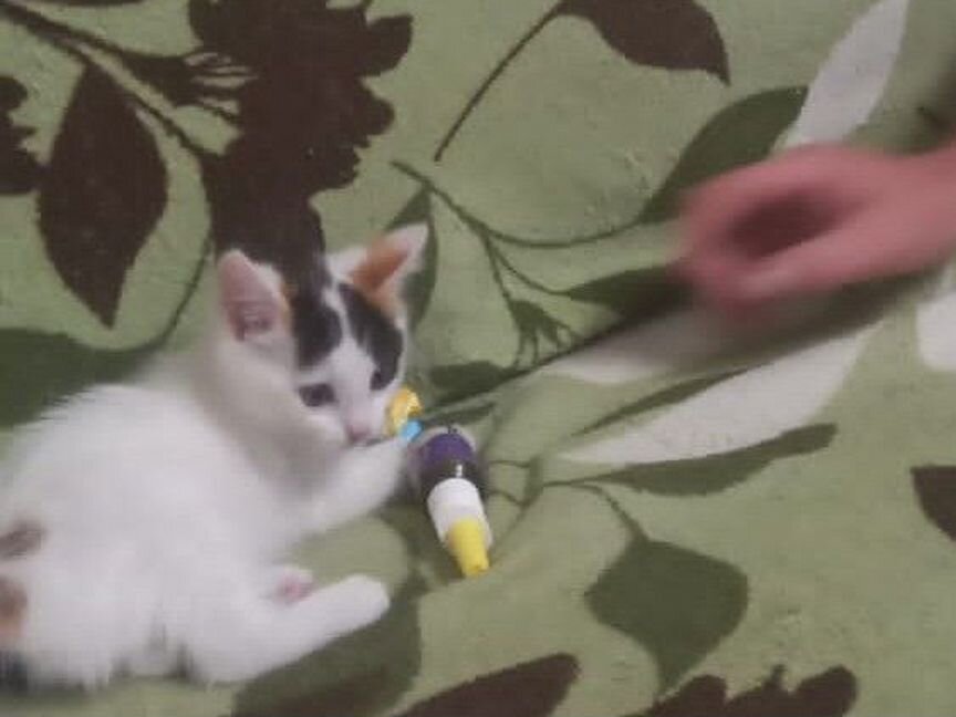 Кошка с интересным окрасом