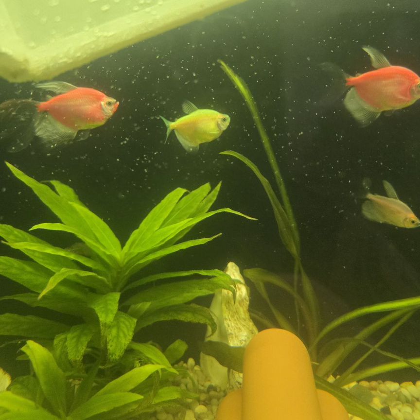 Продам Тернеция Гло