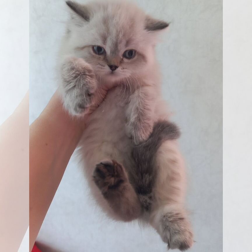 Невский маскарадный котёнок
