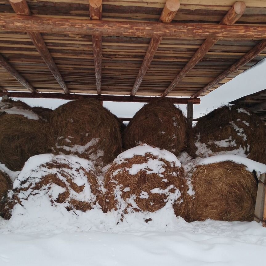 Сено в тюках