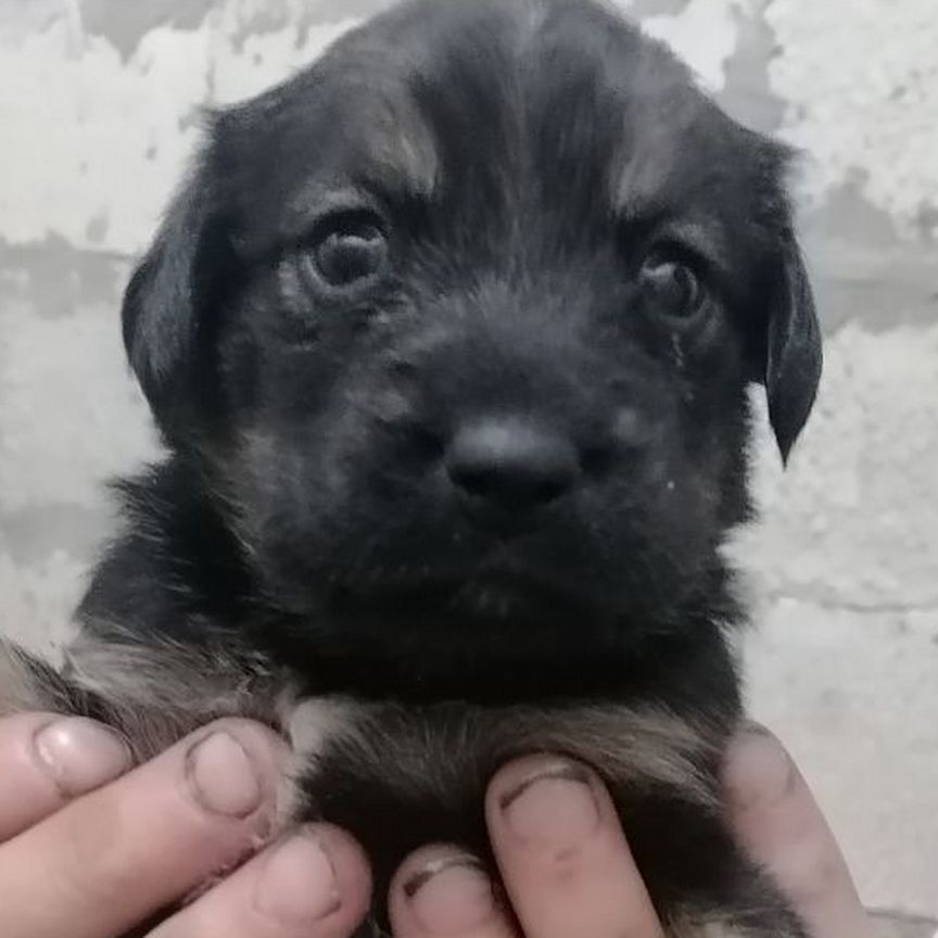 Русский охотничий спаниель щенки