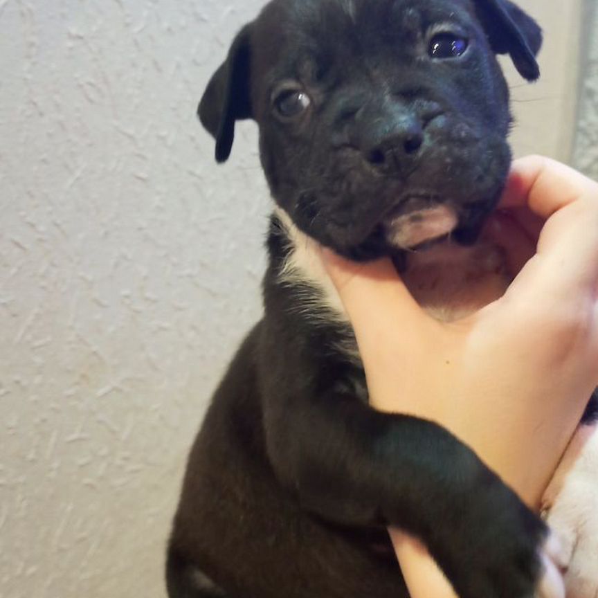 Стаффордширский терьер