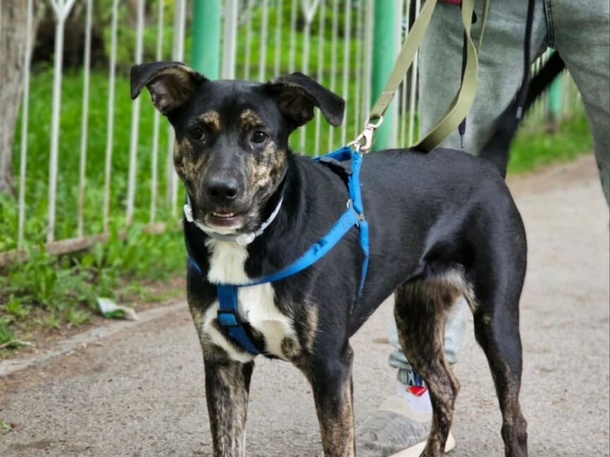 Собака в добрые руки