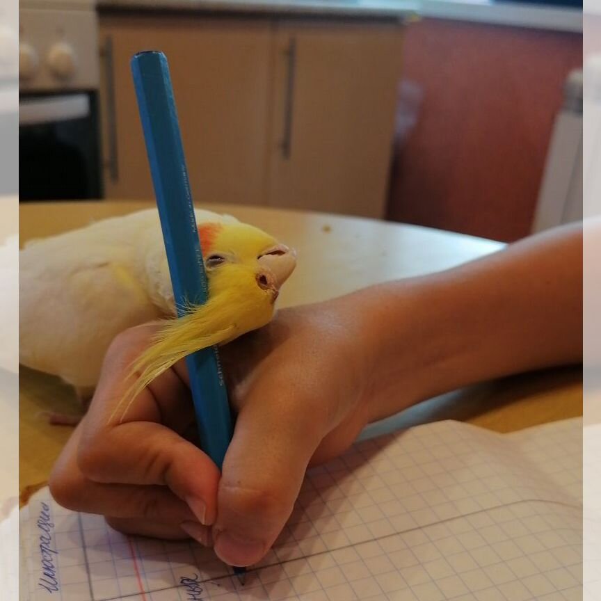 Попугай корелла ручной