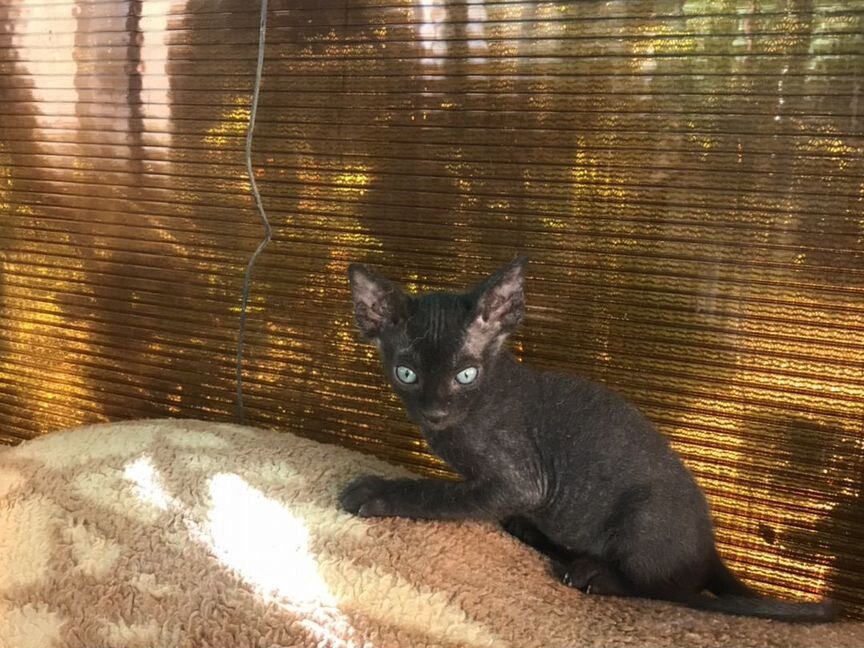 Кот Донской сфинкс