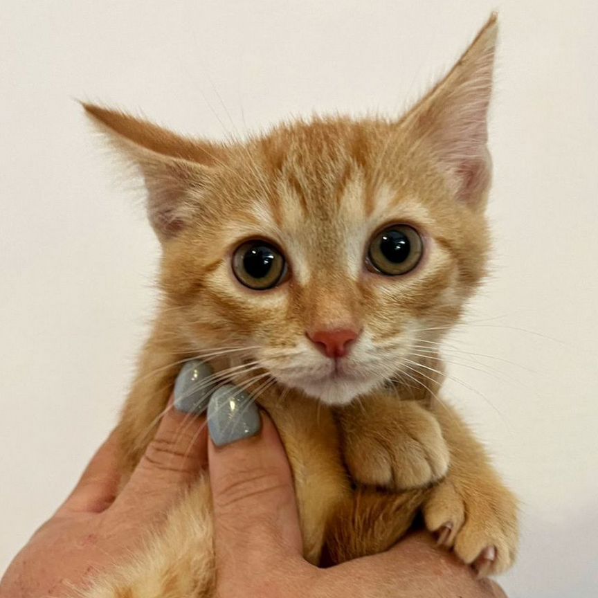 Котенок