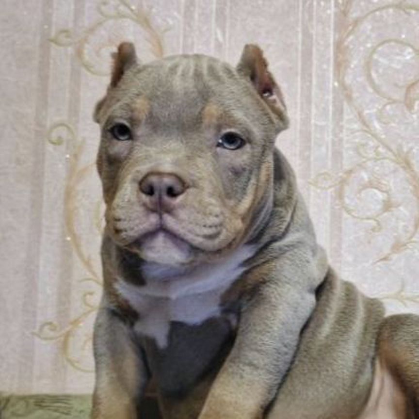 Щенки американского булли девочка