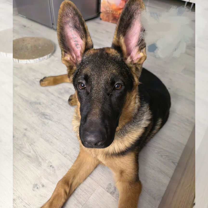 Немецкая овчарка, щенок