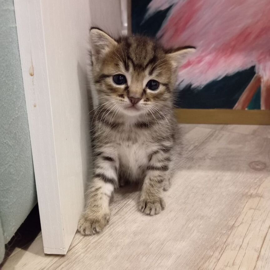Рэгдолл Котята метисы