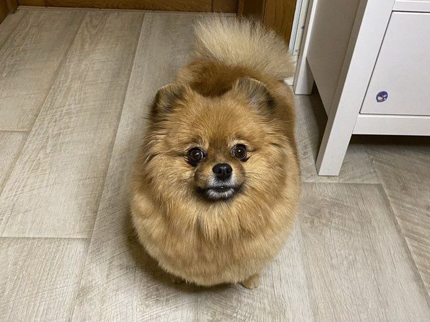 Шпиц в добрые руки