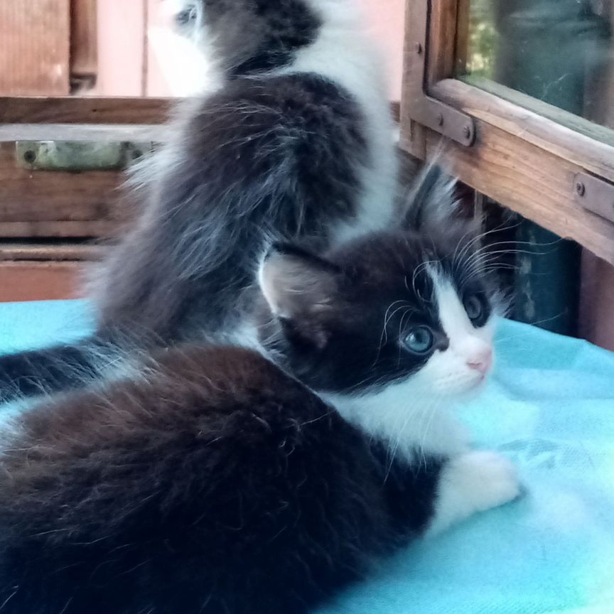 Котята в добрые руки бесплатно