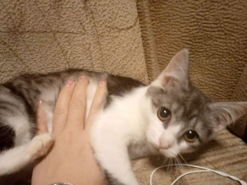 Кошки-картошки ищут дом