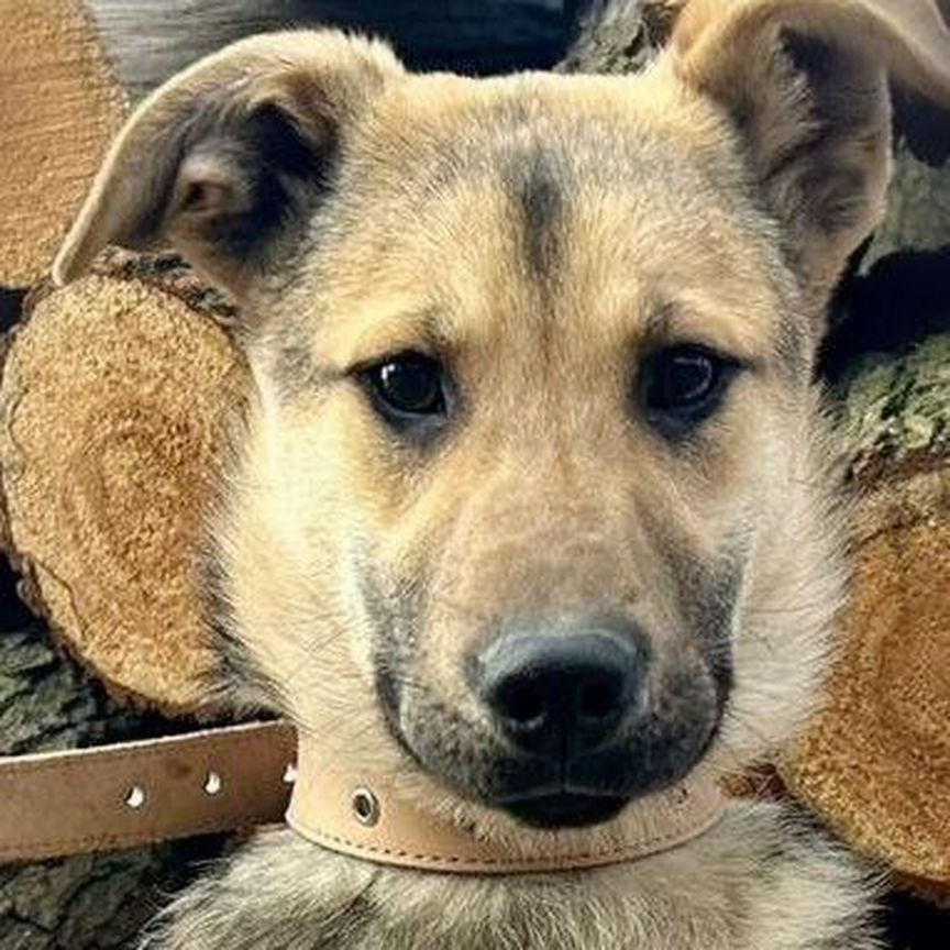 Щенок девочка в добрые руки