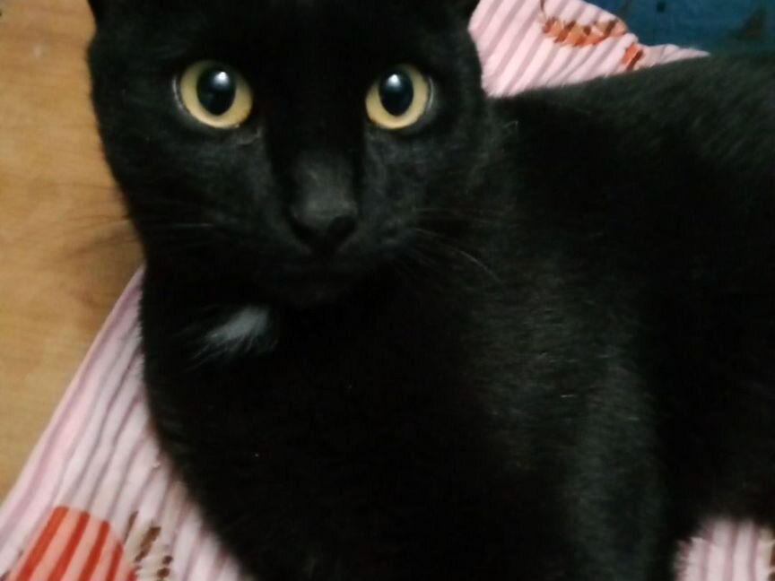 Кошка черная